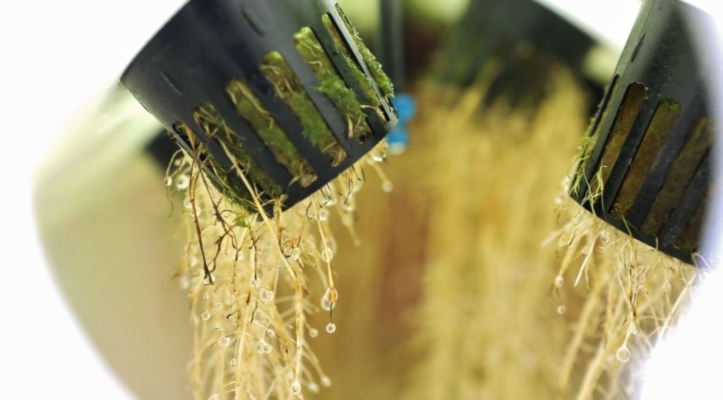 Aeroponic Farming – Process, Types, Advantages – Full Details | vin ...