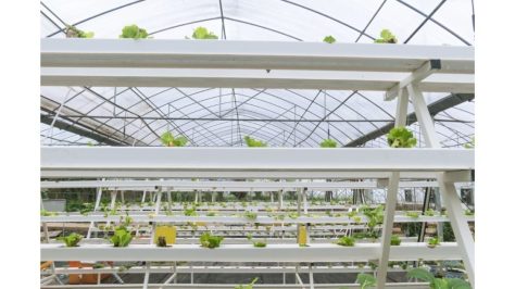Aeroponic Farming – Process, Types, Advantages – Full Details | vin ...
