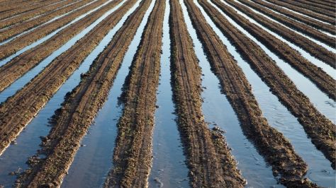 Furrow Method of Irrigation – Definition, Types and Advantages | vin ...