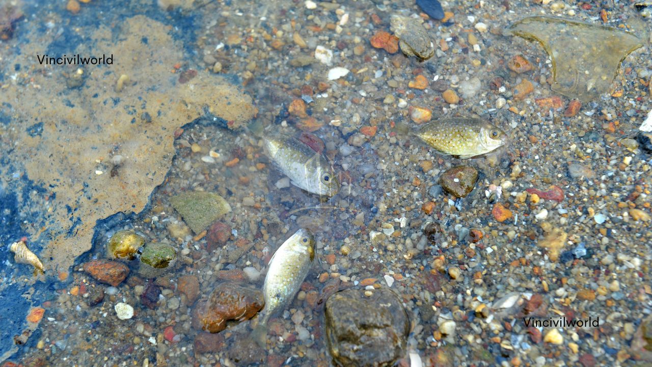 Water Pollution – Effects and Causes | vin civilworld