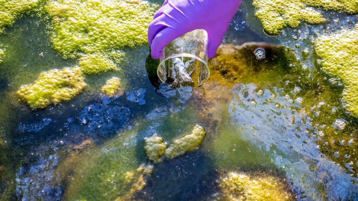 Eutrophication – Definition, Causes, Effects and Control | vin civilworld